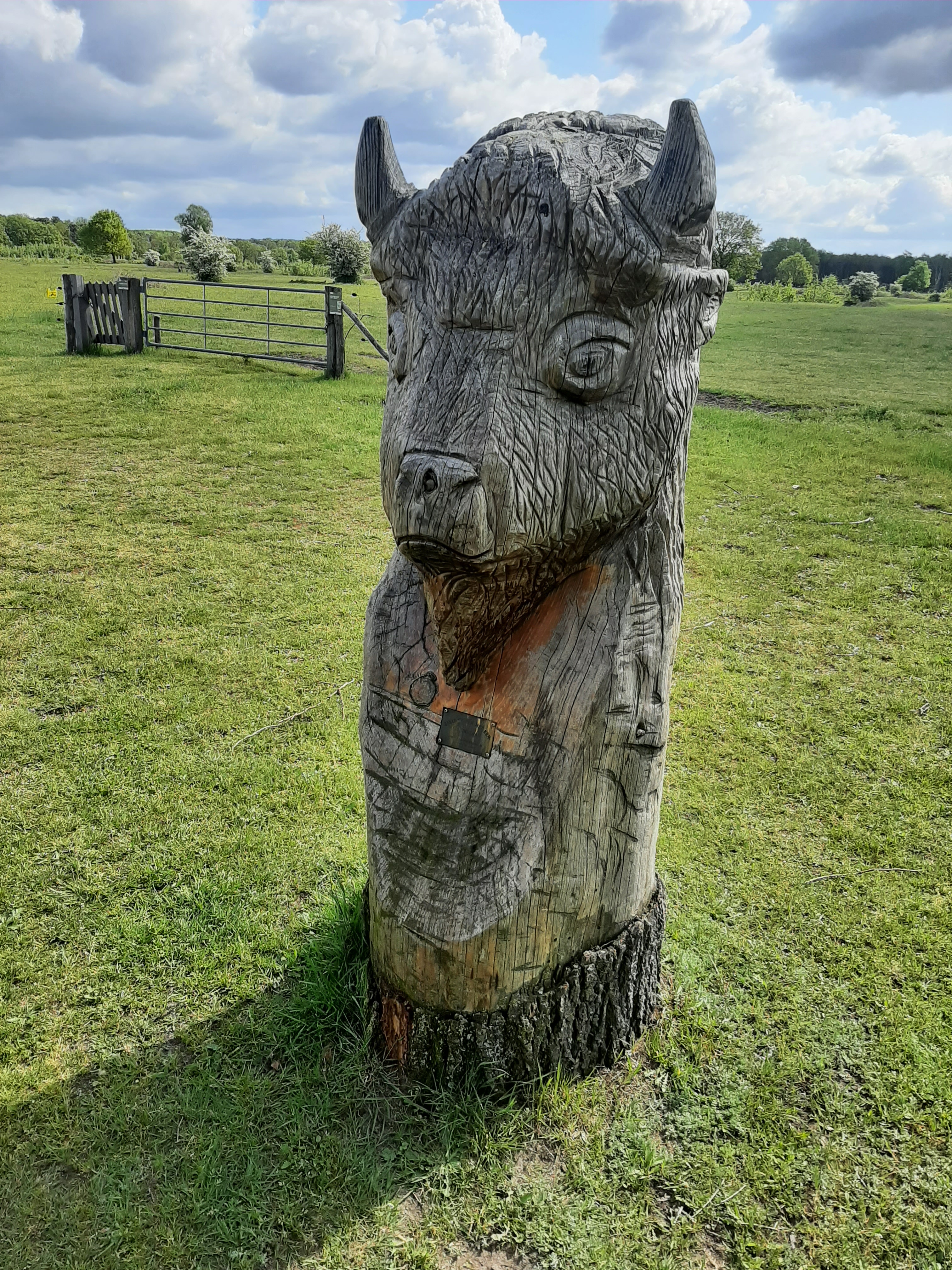 Bison of the Maashorst (Netherlands) | Ecology of the past