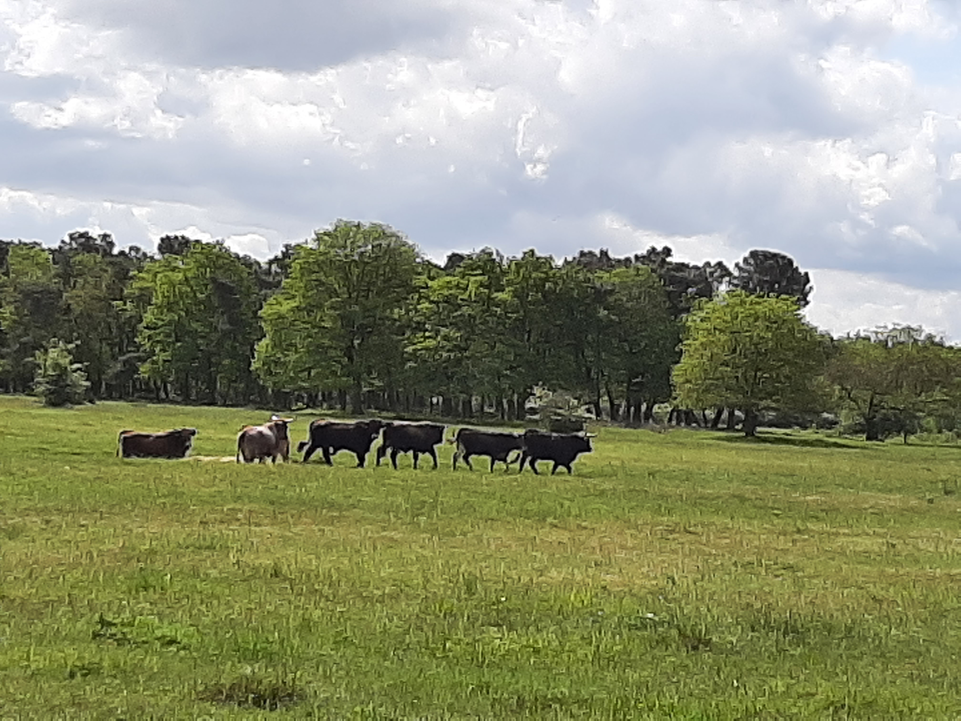 Bison of the Maashorst (Netherlands) | Ecology of the past