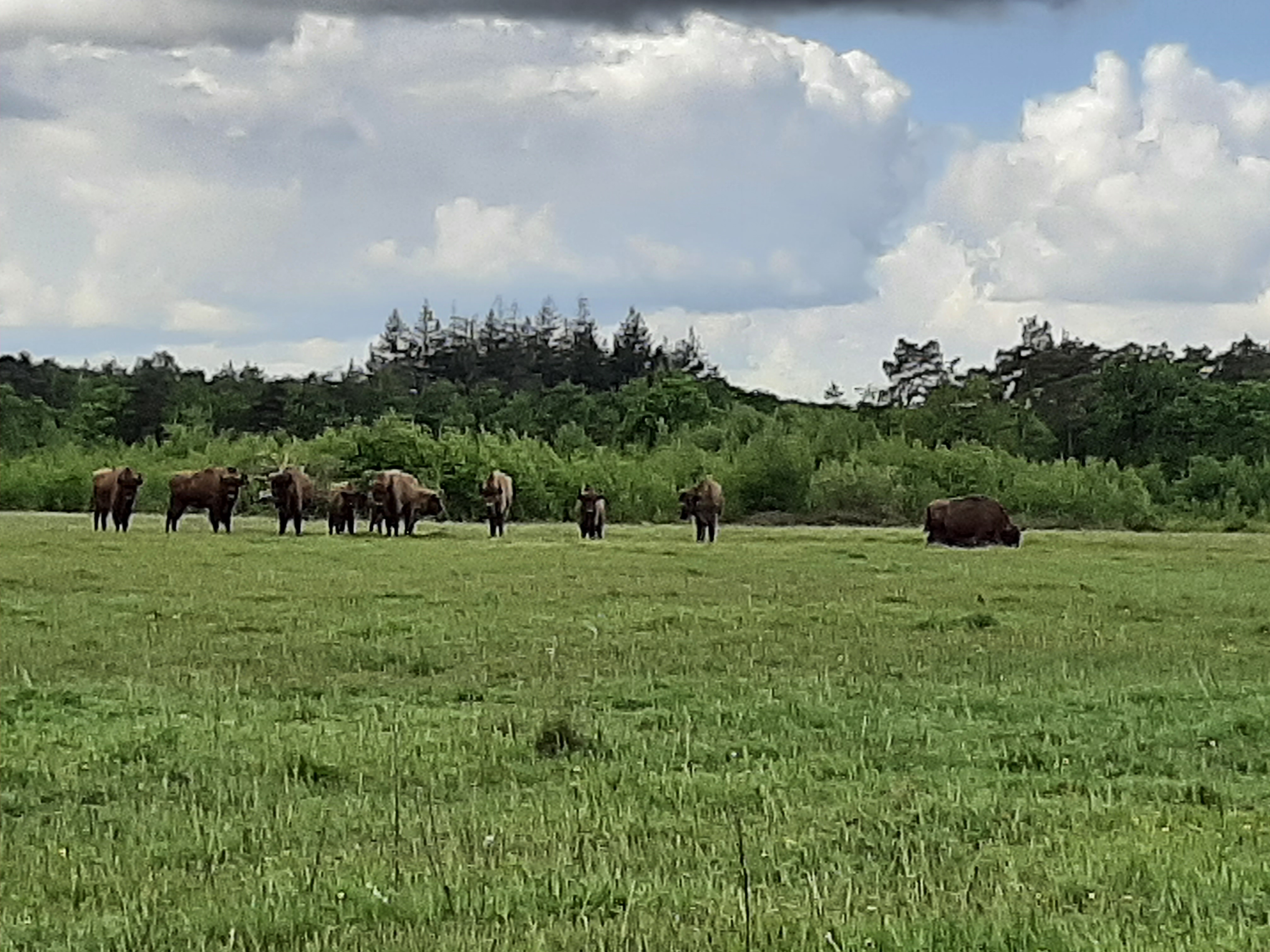 Bison of the Maashorst (Netherlands) | Ecology of the past